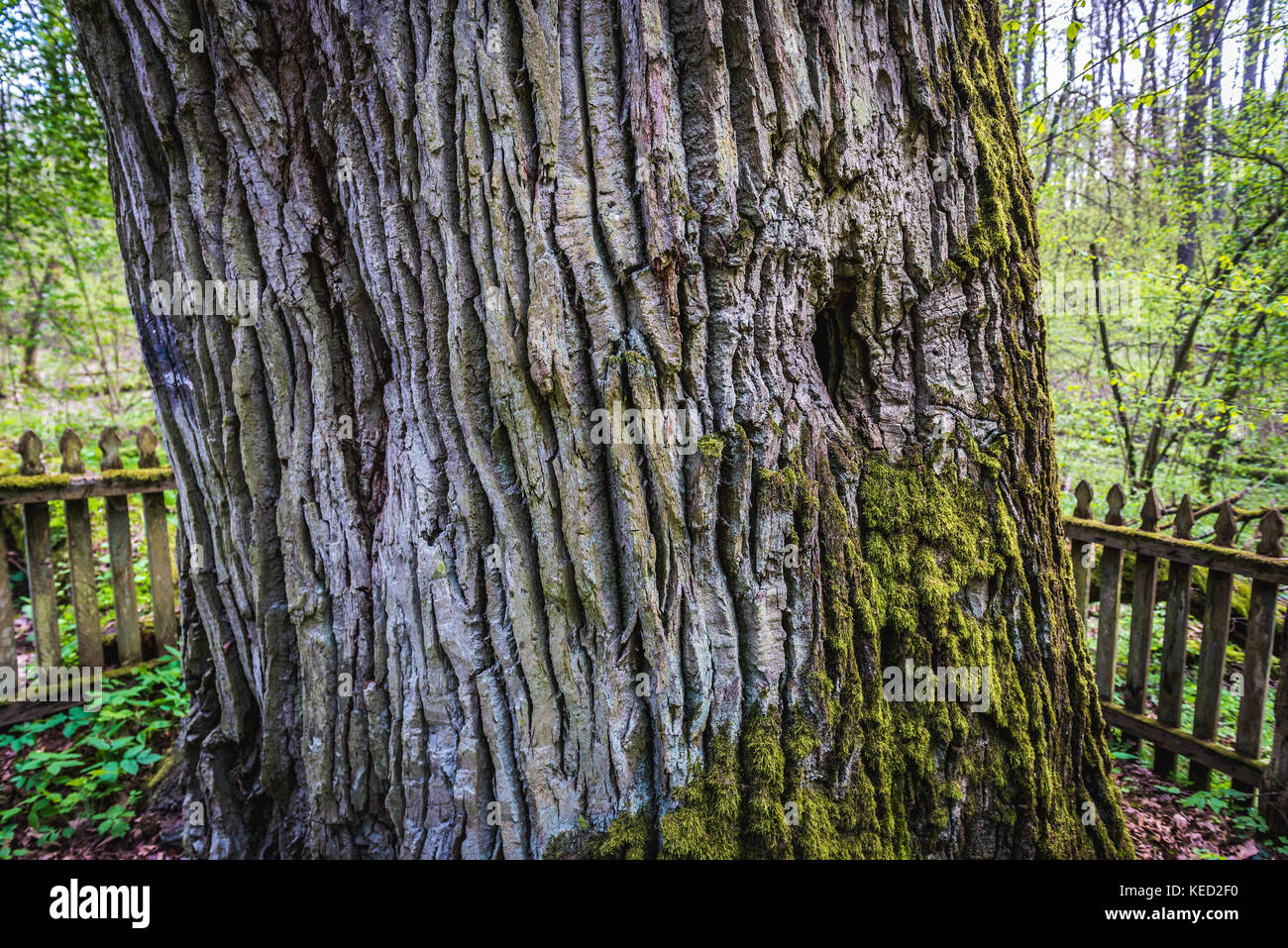 Kobendza Oak - the oldest tree in Kampinos Forest (Polish: Puszcza ...