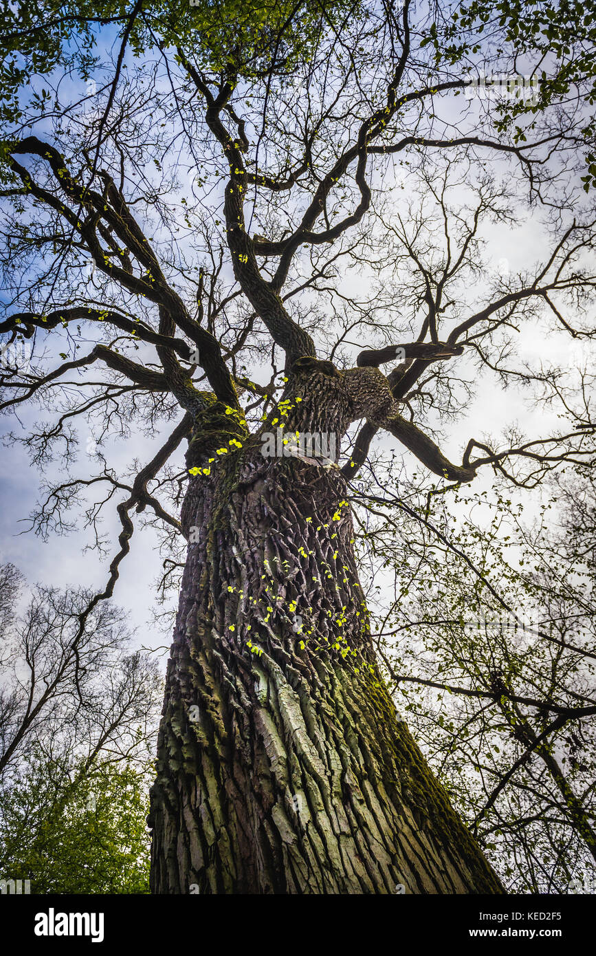 Kobendza Oak - the oldest tree in Kampinos Forest (Polish: Puszcza ...