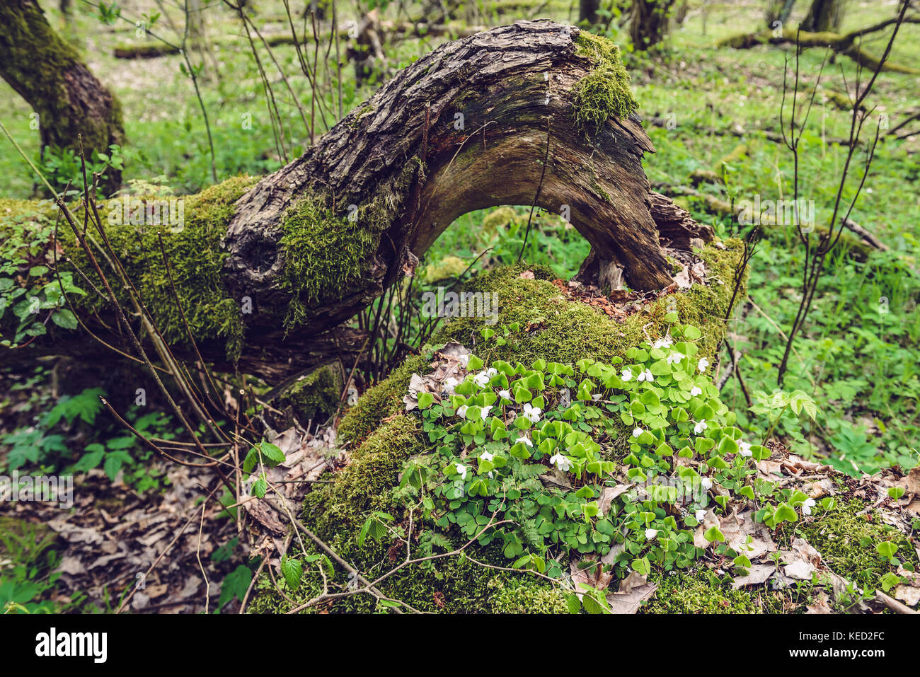 Oxalis acetosella plant called wood sorrel in Kampinos Forest (Polish ...