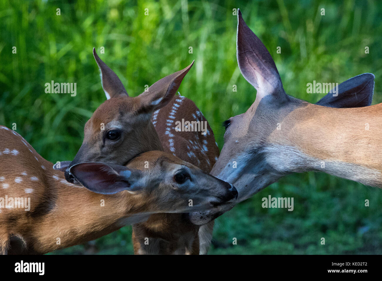 Deer family hi-res stock photography and images - Alamy