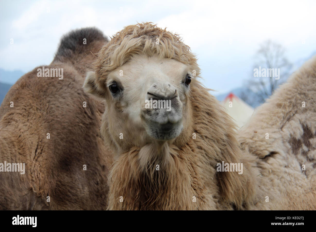 Camel / A camel is an even-toed ungulate within the genus Camelus Stock ...