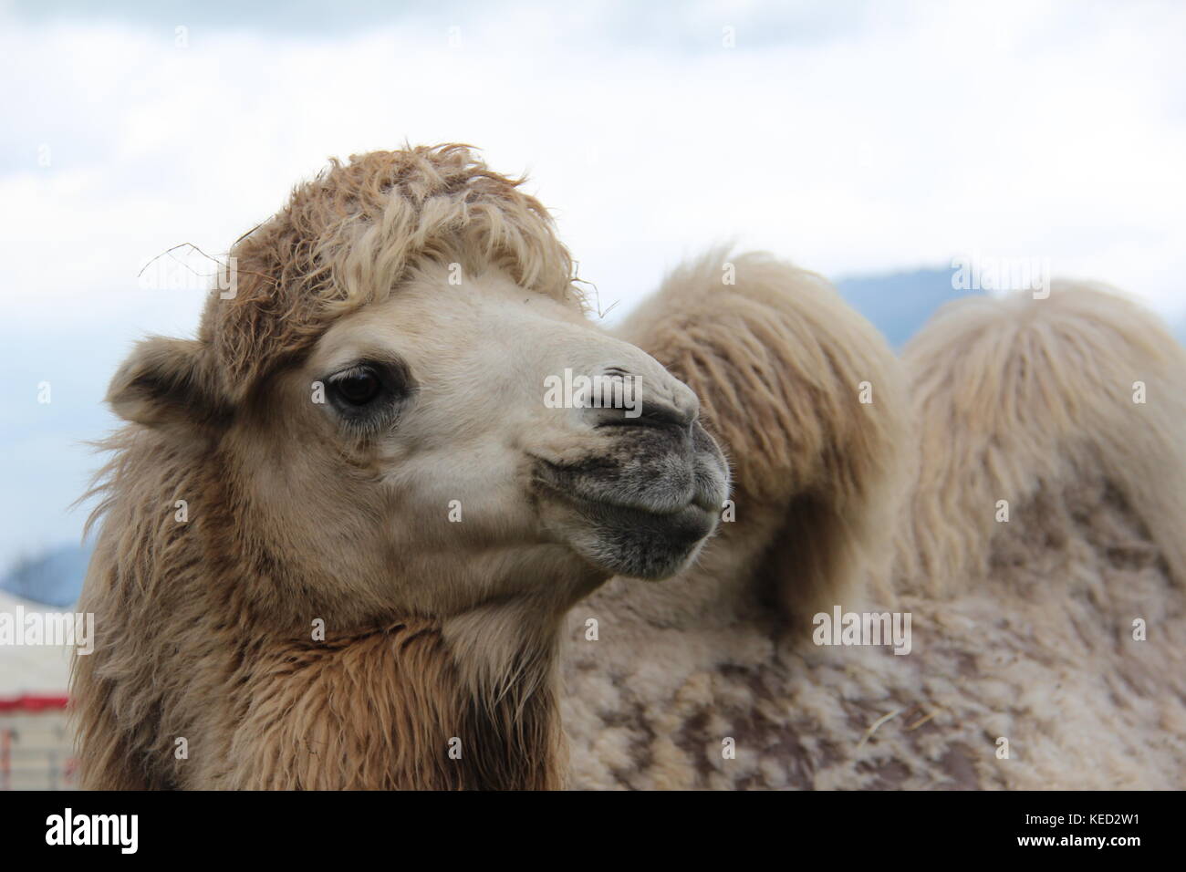 Camel / A camel is an even-toed ungulate within the genus Camelus Stock ...