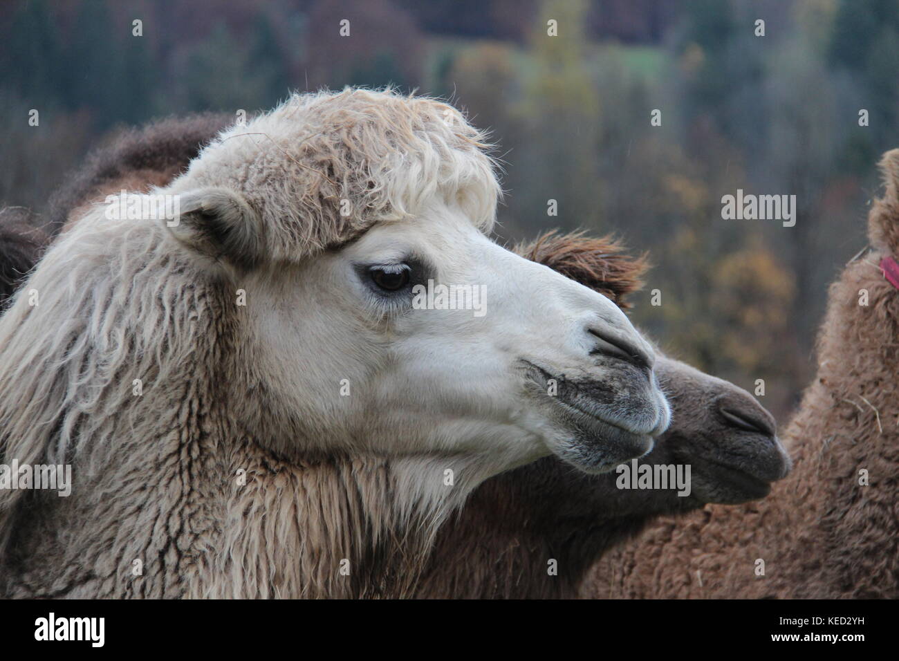 Camel / A camel is an even-toed ungulate within the genus Camelus Stock ...