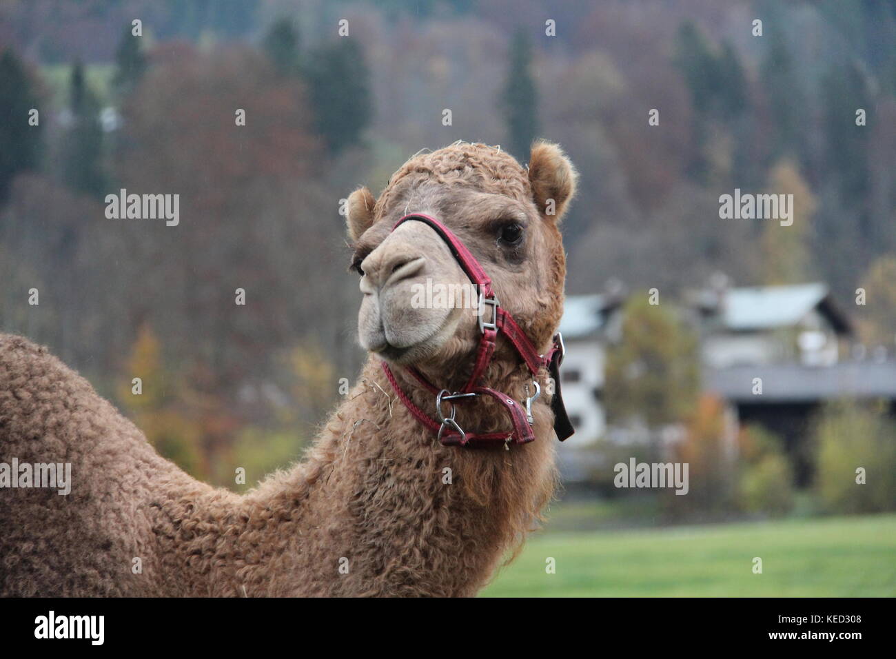 Camel / A camel is an even-toed ungulate within the genus Camelus Stock ...