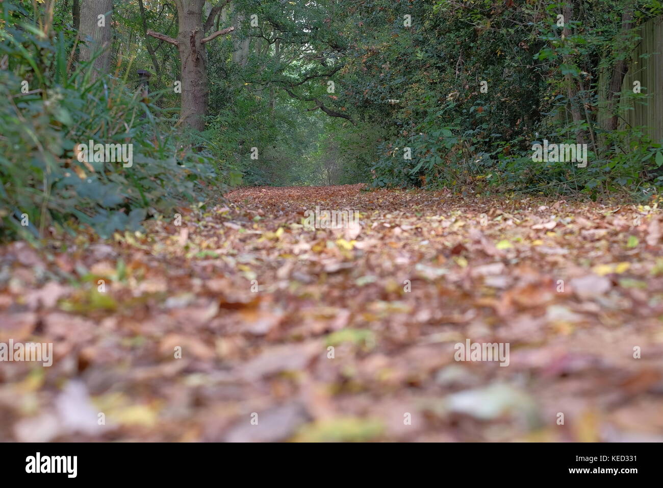 woodland path through woodland Stock Photo - Alamy