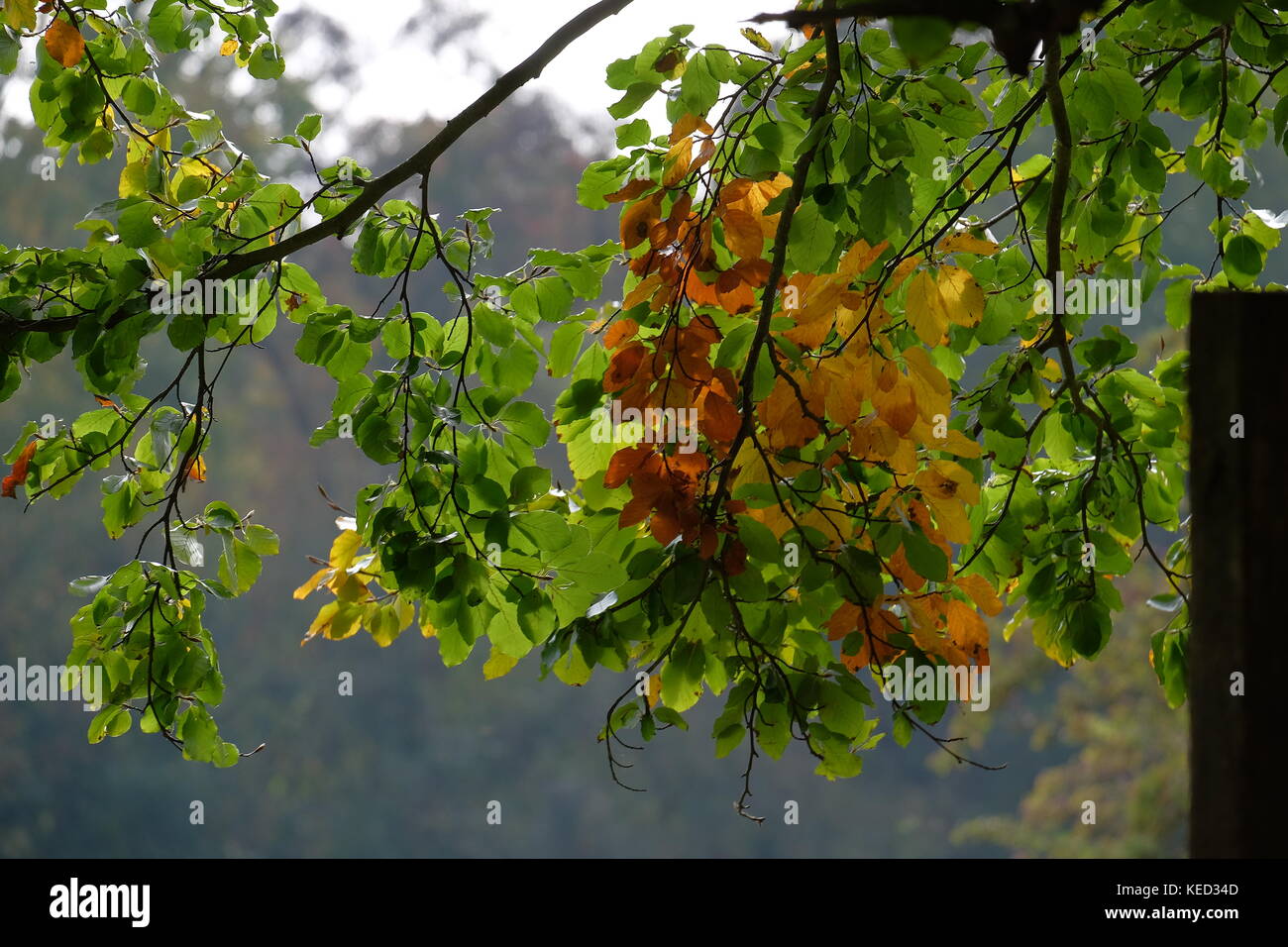 woodland autumn leaves of tree branches Stock Photo - Alamy