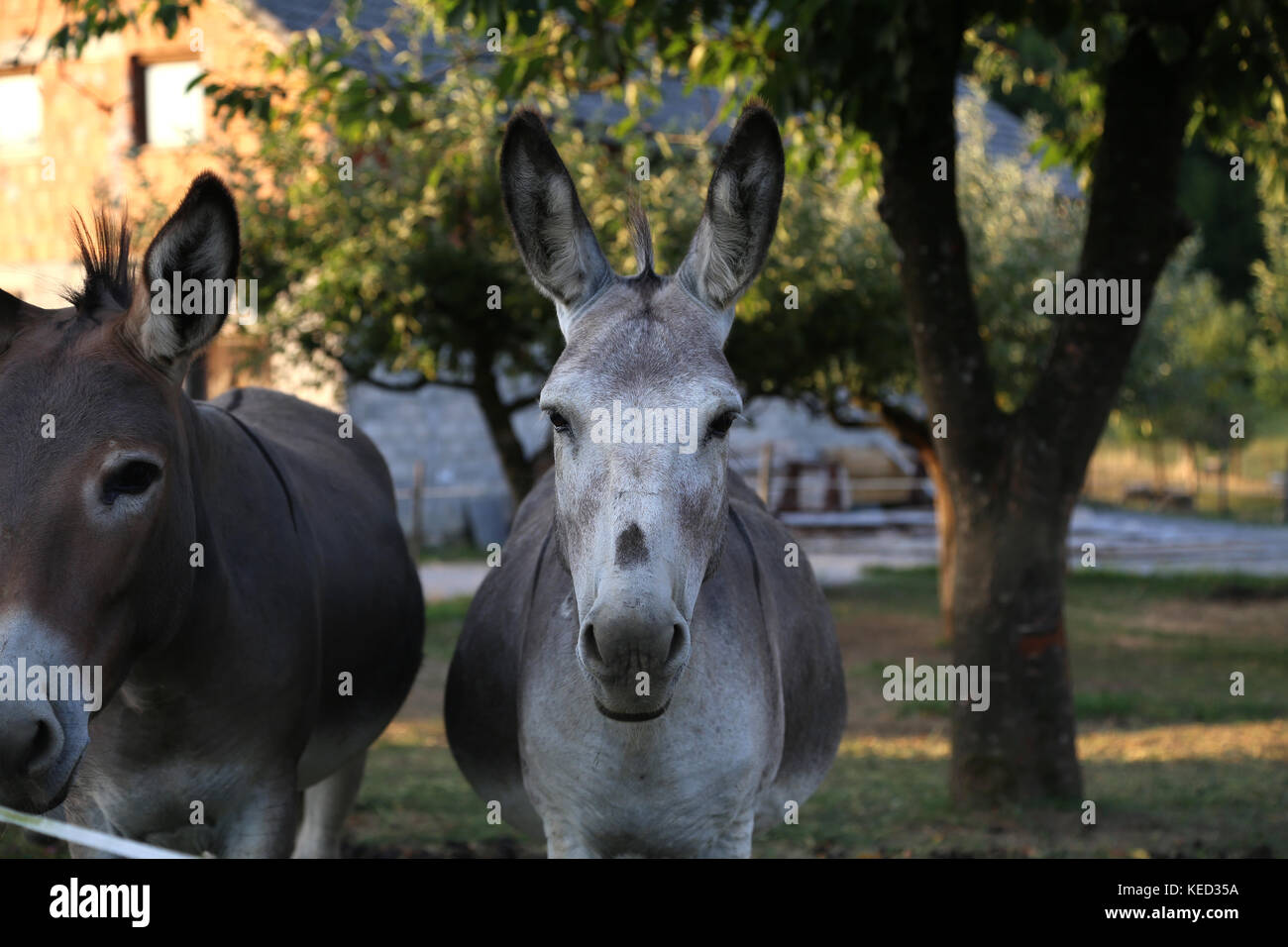 Gray donkeys in the open air Stock Photo - Alamy