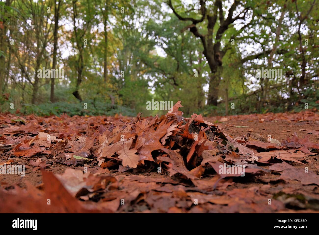 woodland path through woodland Stock Photo - Alamy