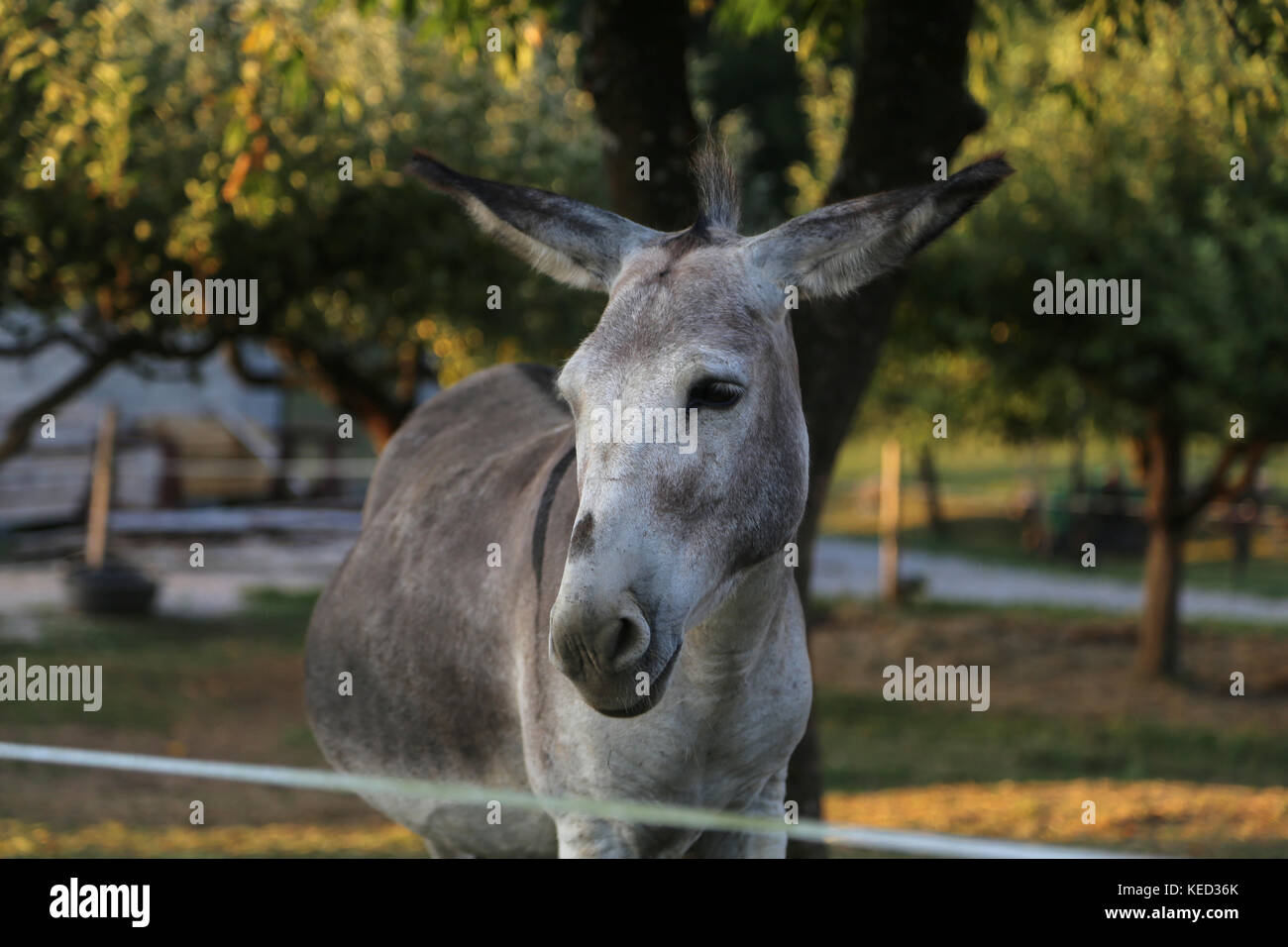 Gray donkeys in the open air Stock Photo - Alamy
