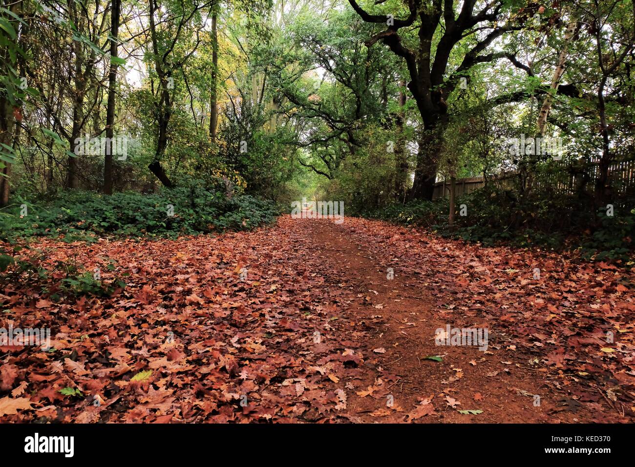woodland path through woodland Stock Photo - Alamy
