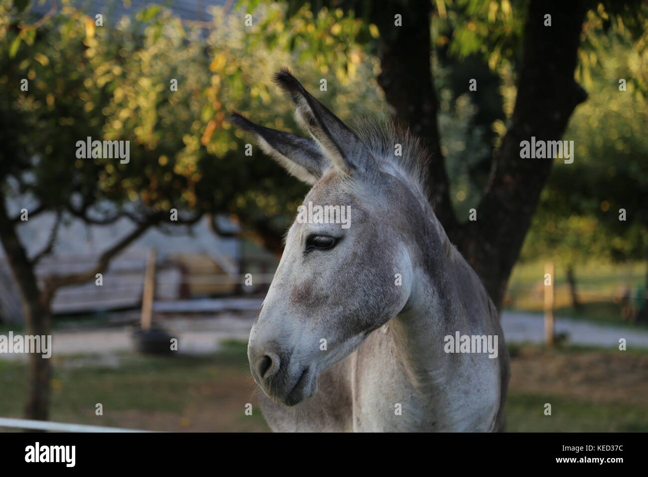 Gray donkeys in the open air Stock Photo - Alamy