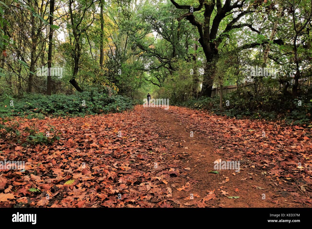 woodland path through woodland Stock Photo - Alamy