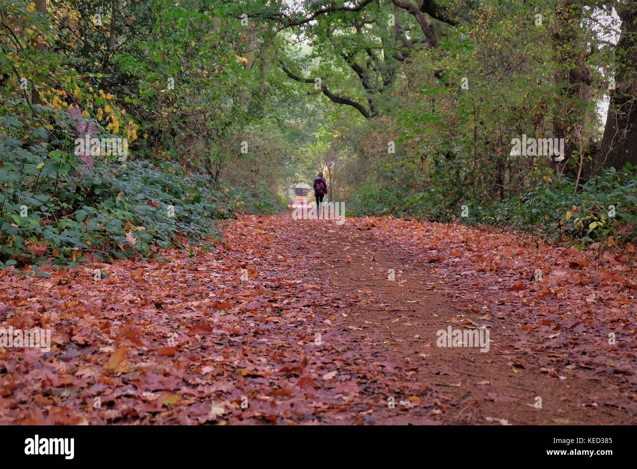 woodland path through woodland Stock Photo - Alamy