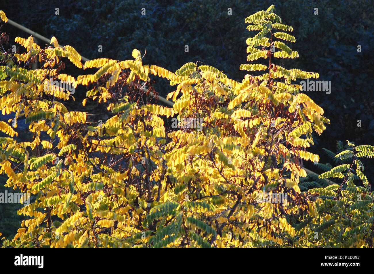 Branch of locust tree with autumn yellow leaves close-up. Sunny day ...