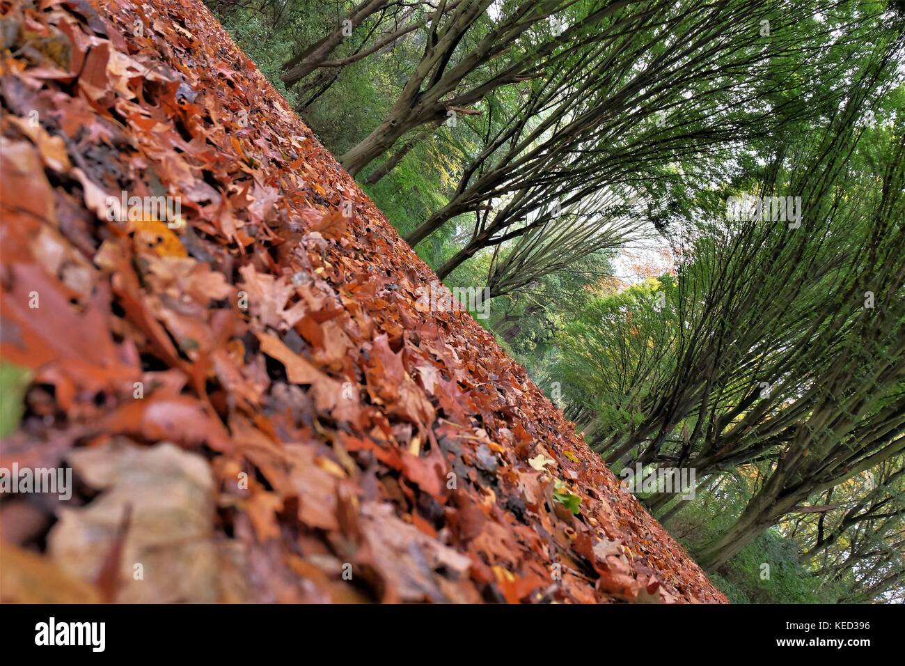 woodland path through woodland Stock Photo - Alamy