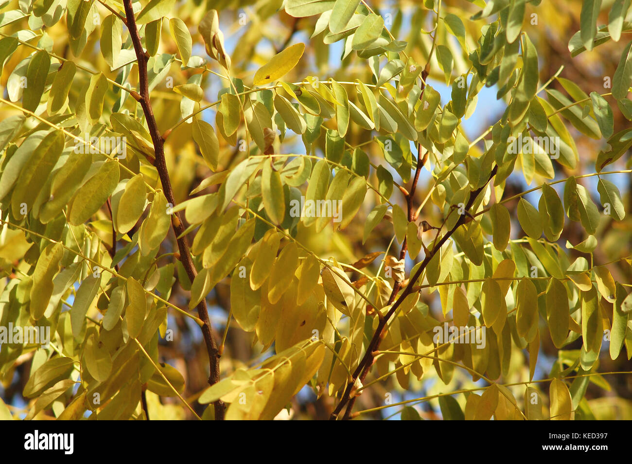 Branch of locust tree with autumn yellow leaves close-up. Sunny day ...