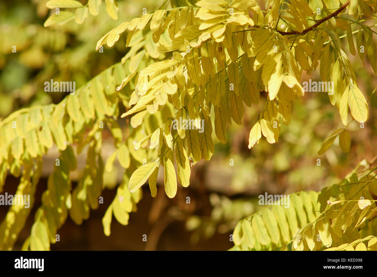 Golden robinia hi-res stock photography and images - Alamy