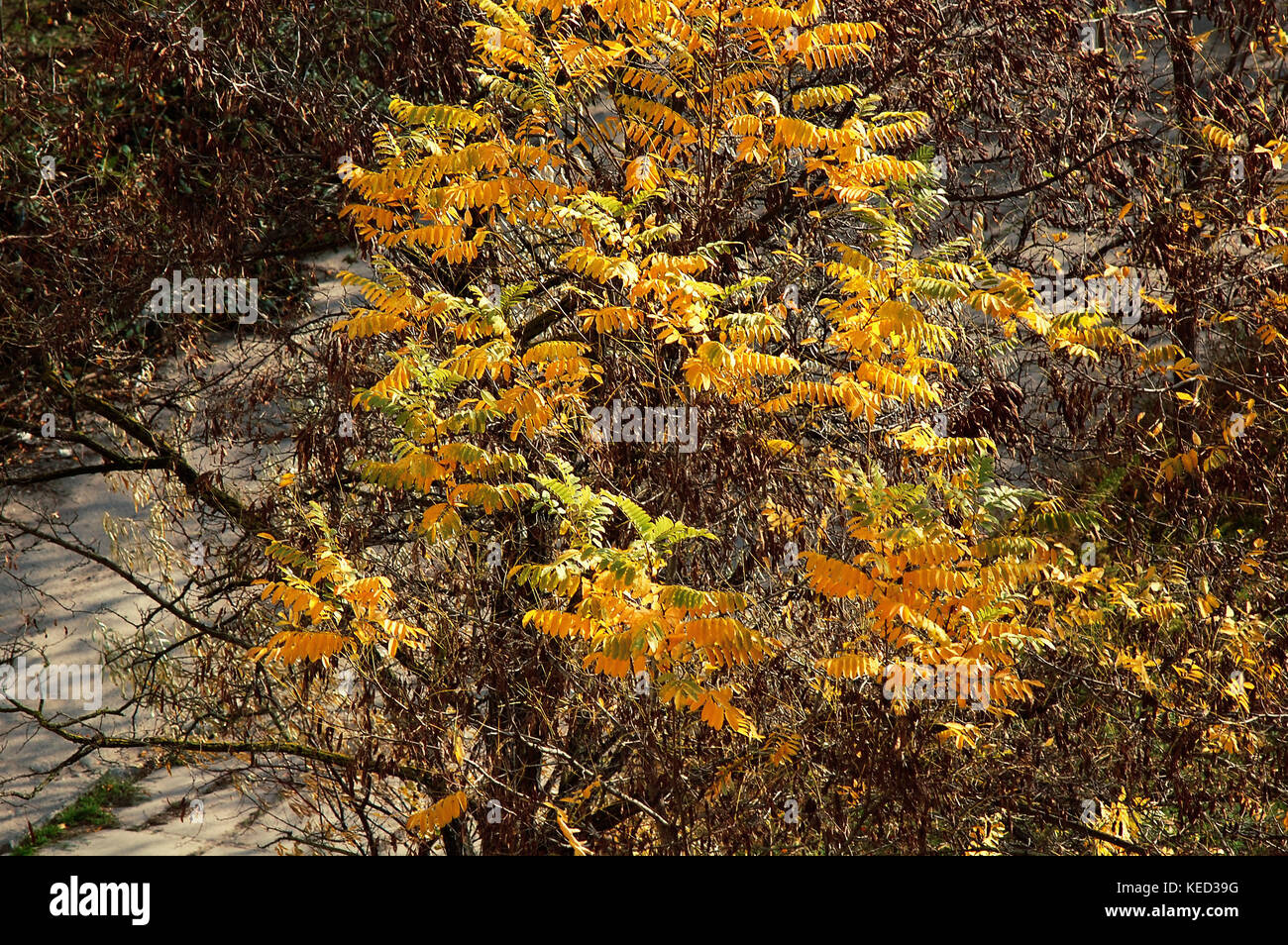 Locust tree with autumn yellow leaves on the background of bare trees ...