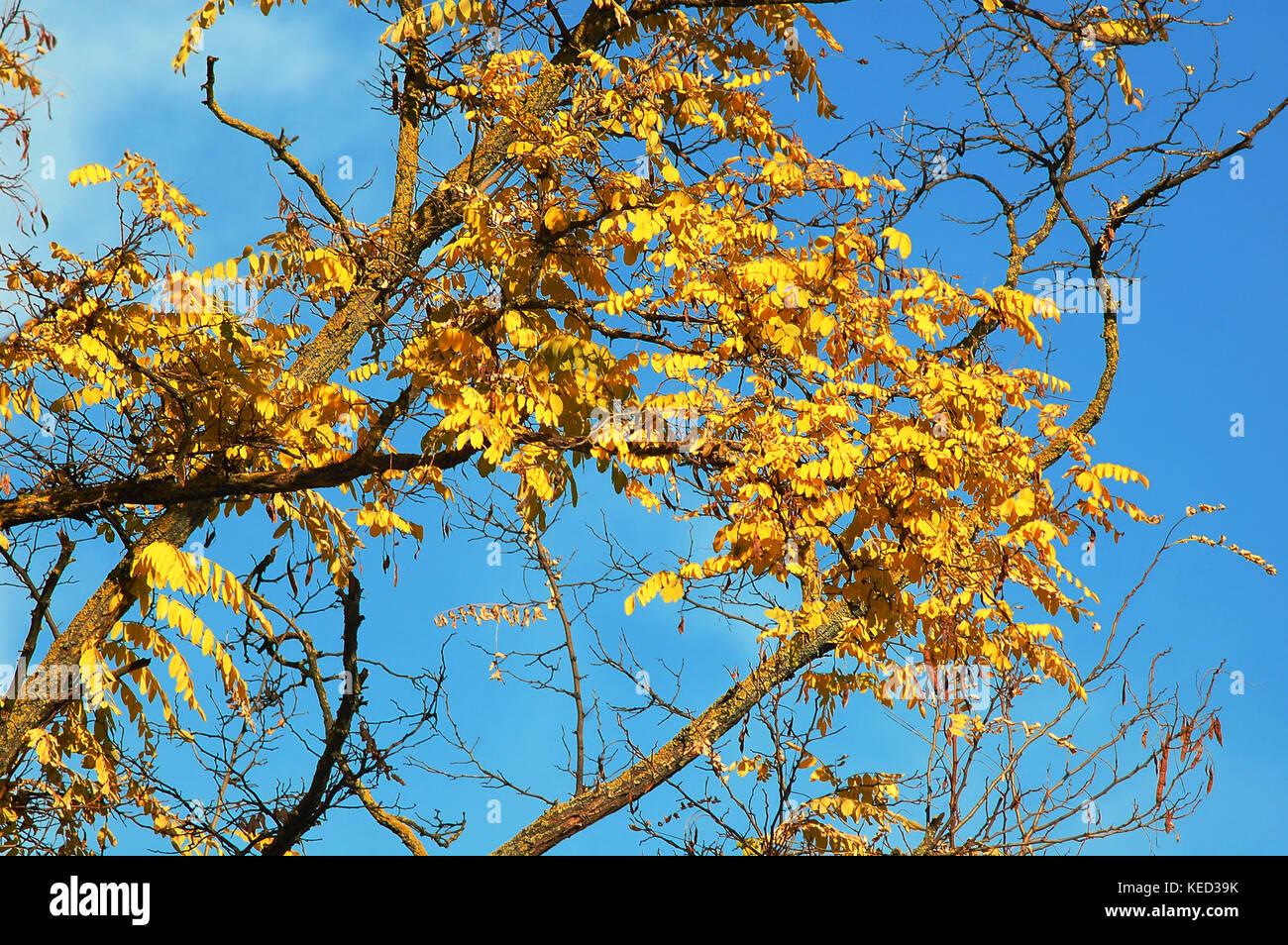 Branch of locust tree with autumn yellow leaves close-up on the ...
