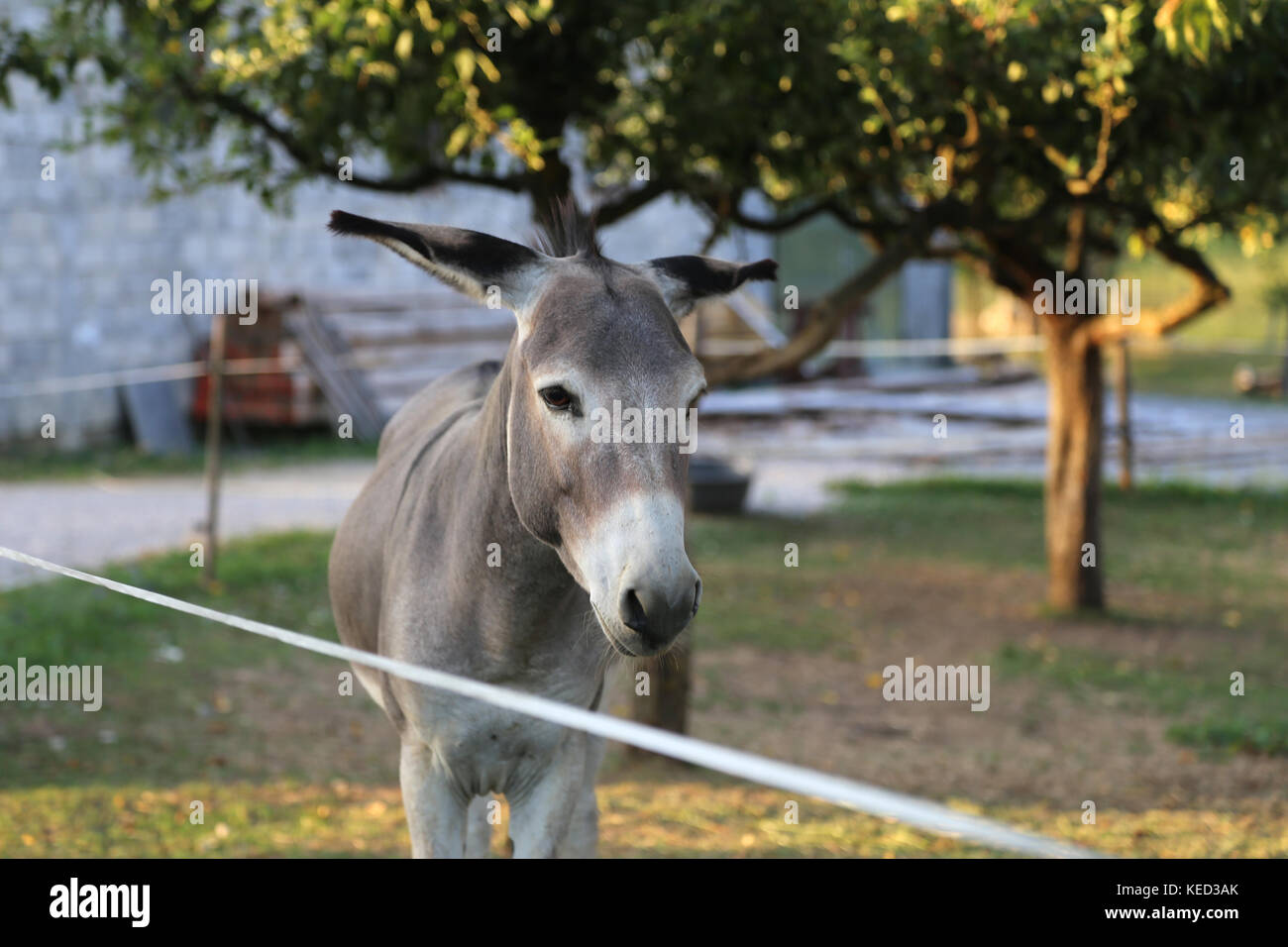 Gray donkeys in the open air Stock Photo - Alamy