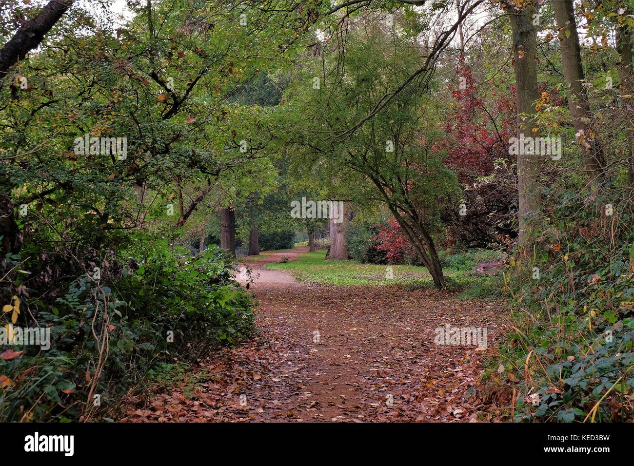 woodland path through woodland Stock Photo - Alamy