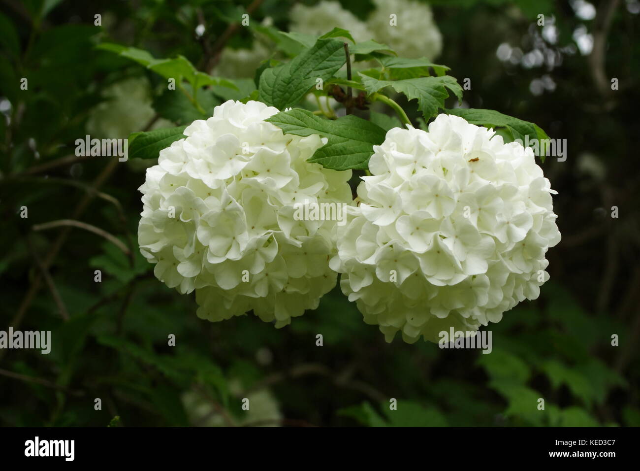 Flowers of a Snowball Tree - viburnum opulus Stock Photo - Alamy