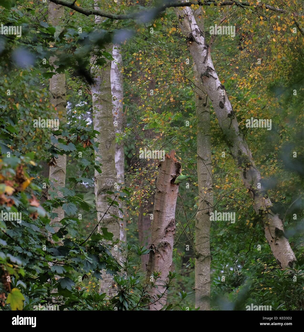 woodland autumn leaves of tree branches Stock Photo - Alamy