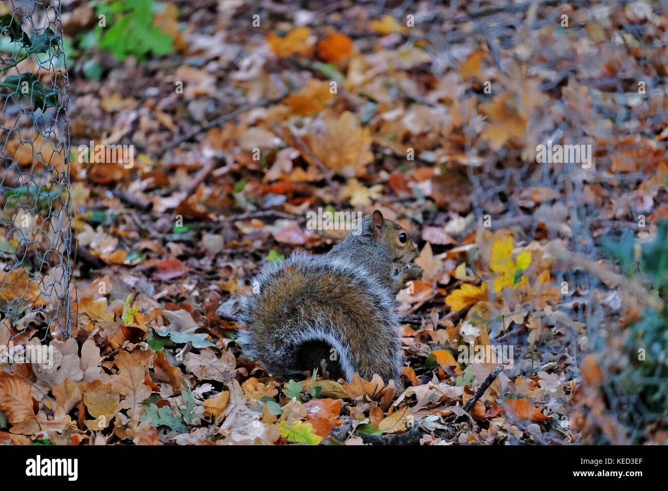 woodland squirrel foraging Stock Photo - Alamy