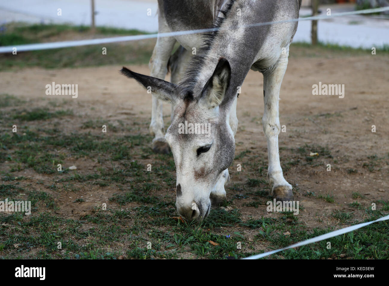 Miniature Donkey Stock Photos & Miniature Donkey Stock Images - Alamy