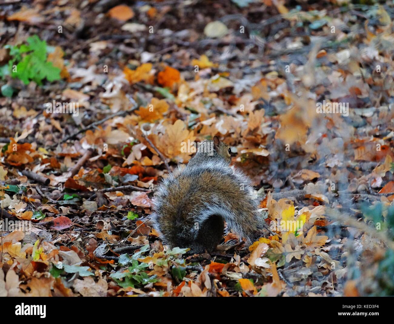 woodland squirrel foraging Stock Photo - Alamy