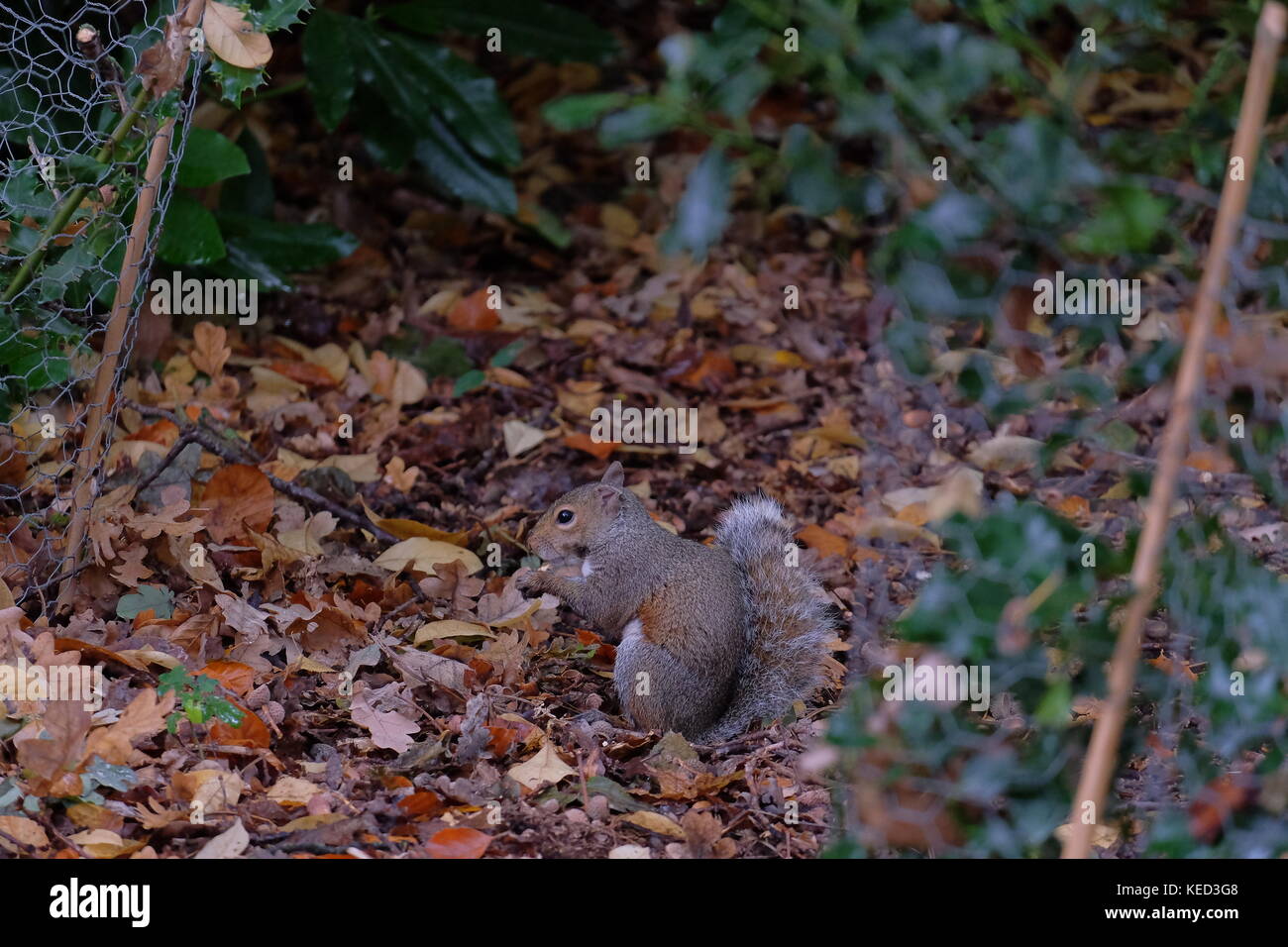 woodland squirrel foraging Stock Photo - Alamy