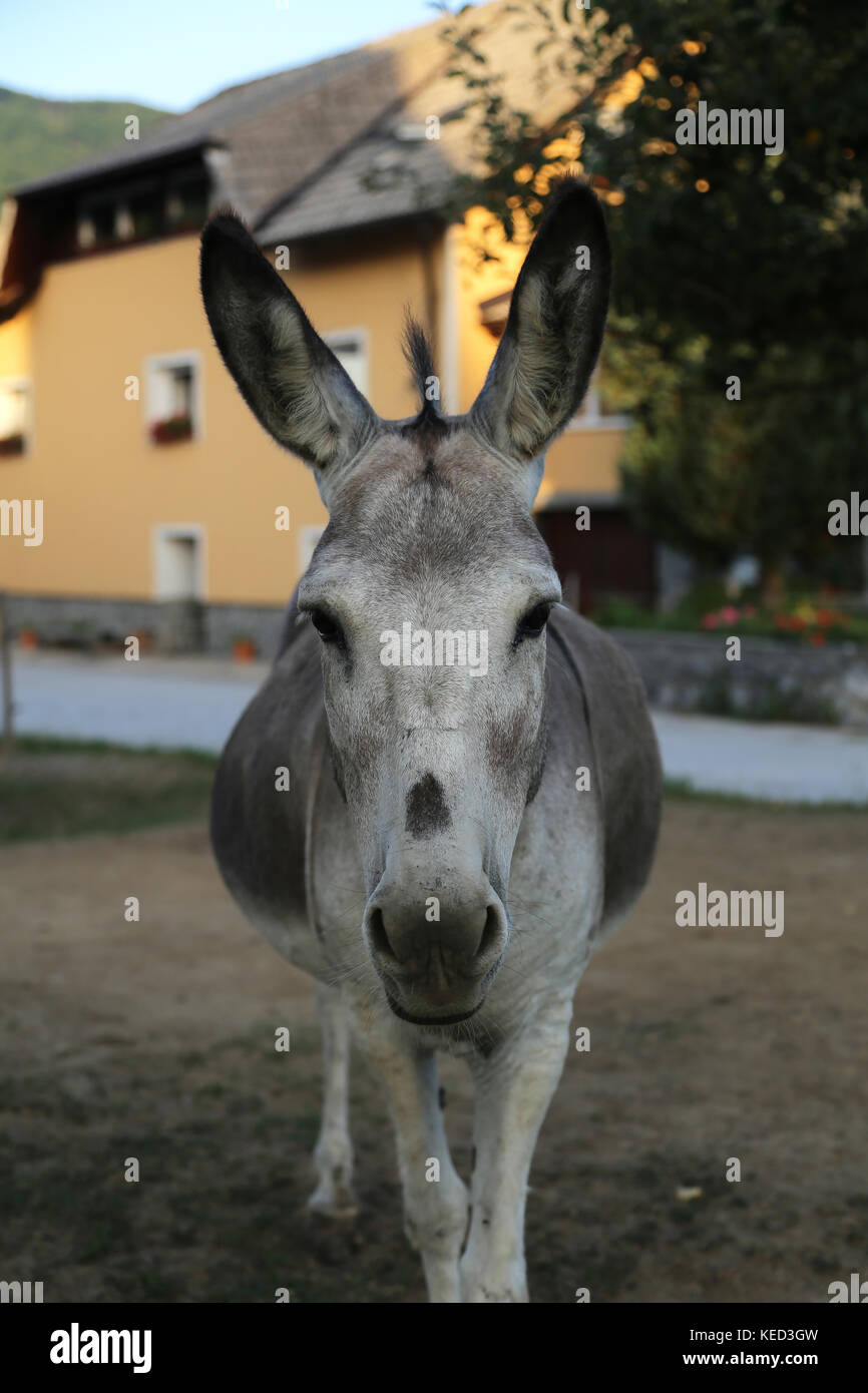 Donkeys in open field hi-res stock photography and images - Alamy