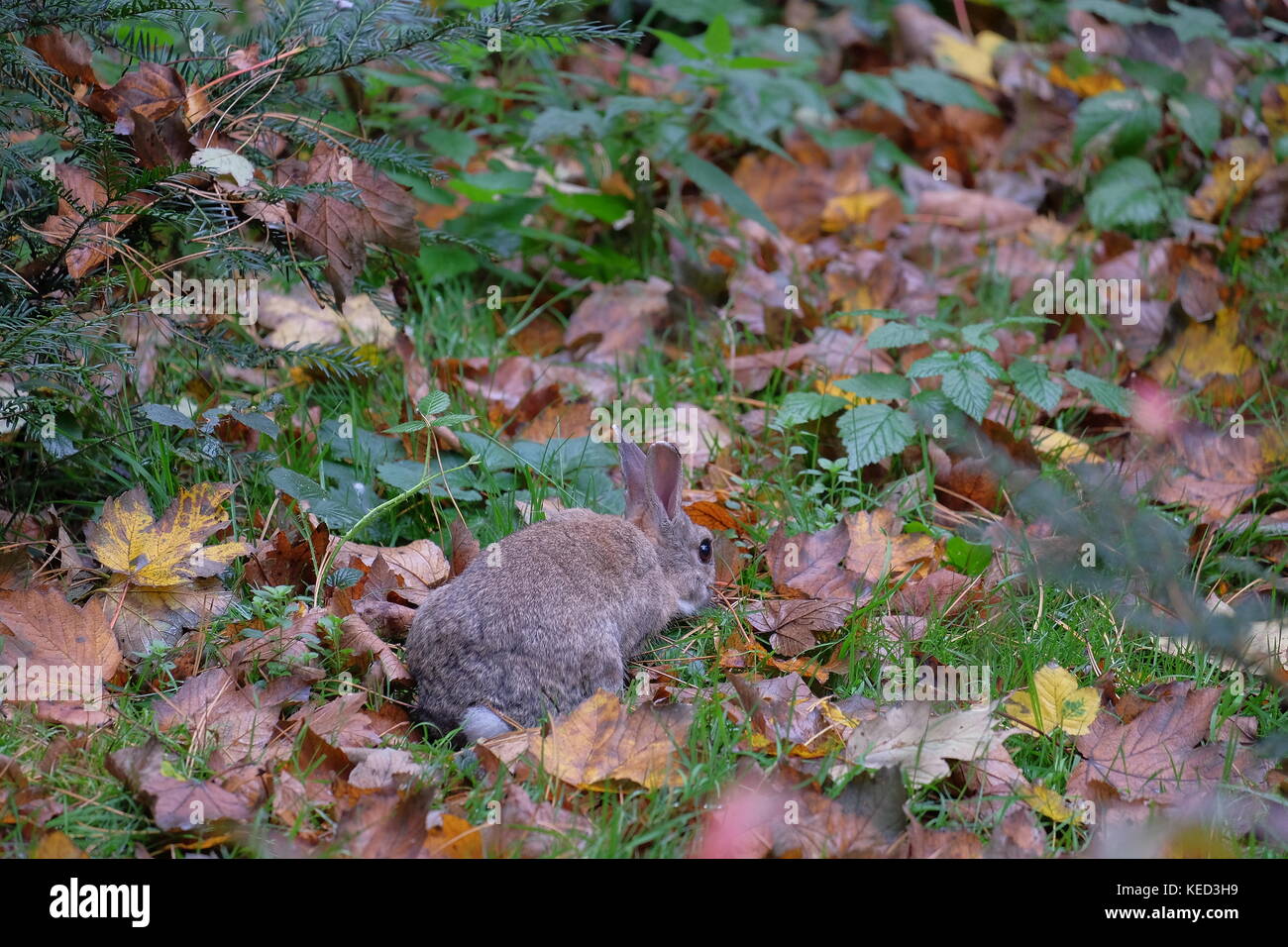 wild rabbit in the woodland Stock Photo - Alamy