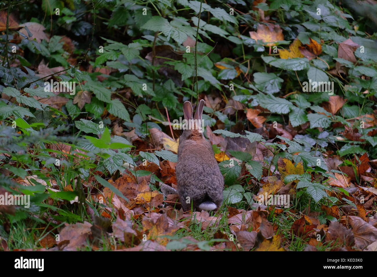 wild rabbit in the woodland Stock Photo - Alamy