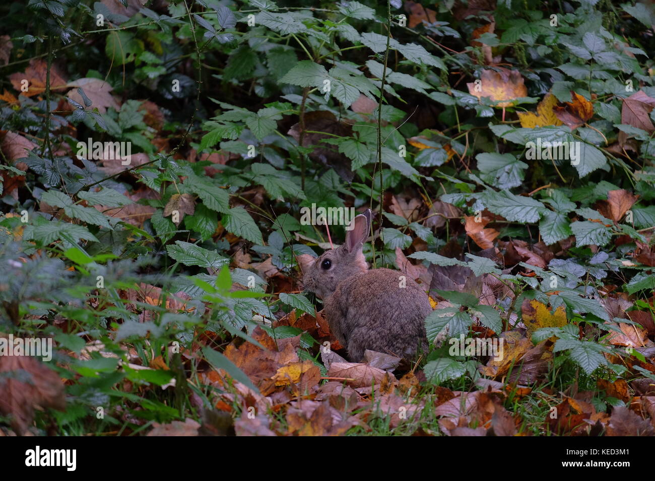 wild rabbit in the woodland Stock Photo - Alamy