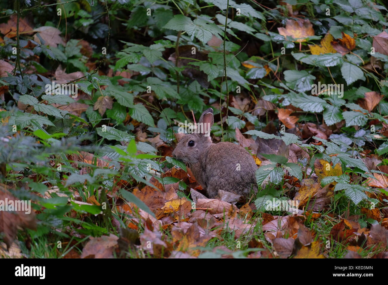 wild rabbit in the woodland Stock Photo - Alamy
