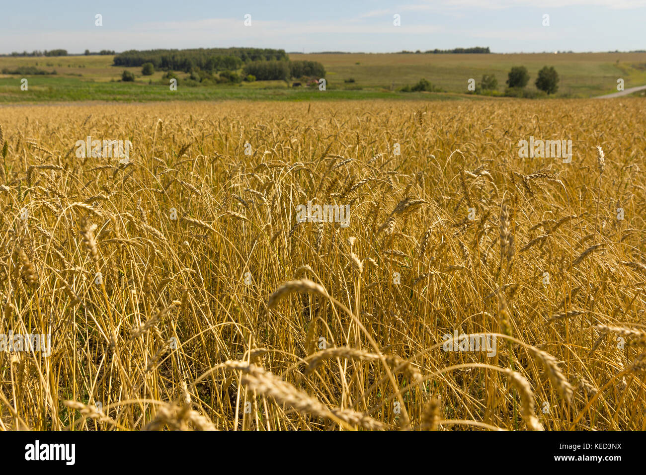 Yellow grain ready for harvest growing in a farm field Stock Photo - Alamy
