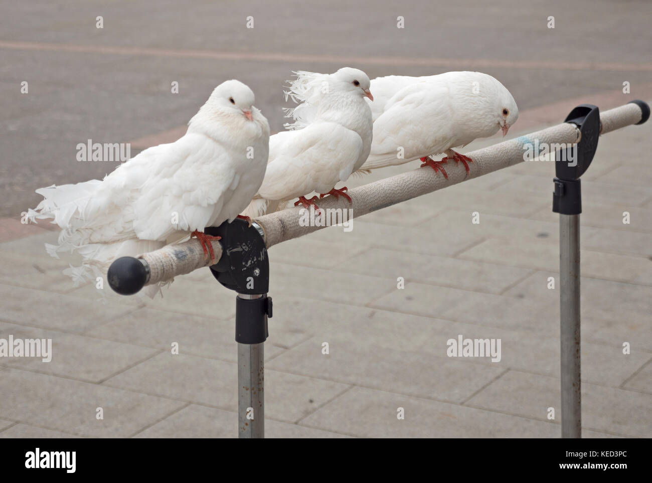Three beautiful white pigeons sit on a stand Stock Photo - Alamy