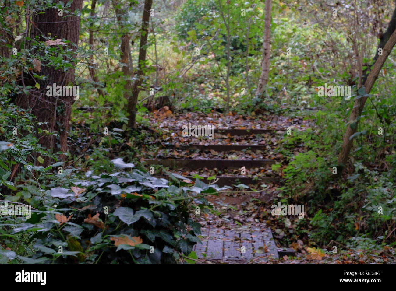 woodland path through woodland stair and ivy Stock Photo - Alamy
