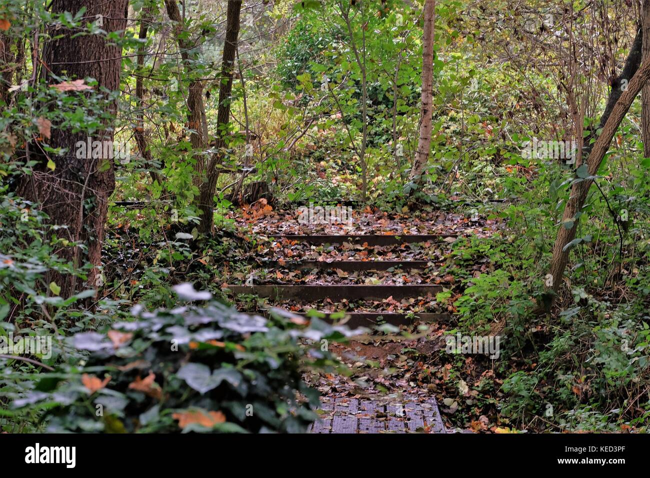 woodland path through woodland stair and ivy Stock Photo - Alamy