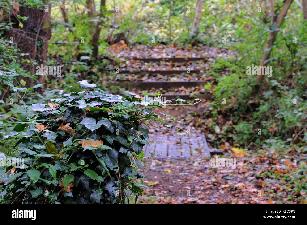 woodland path through woodland stair and ivy Stock Photo - Alamy