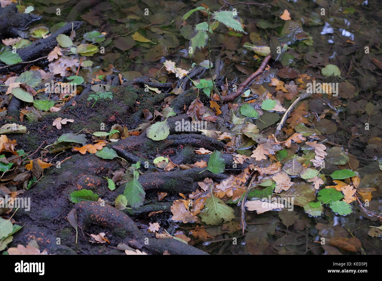 woodland tree roots in stream Stock Photo - Alamy