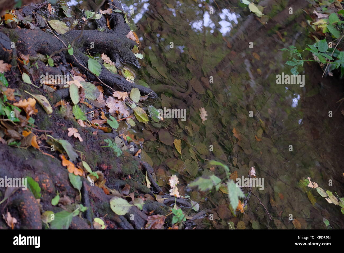 woodland tree roots in stream Stock Photo - Alamy