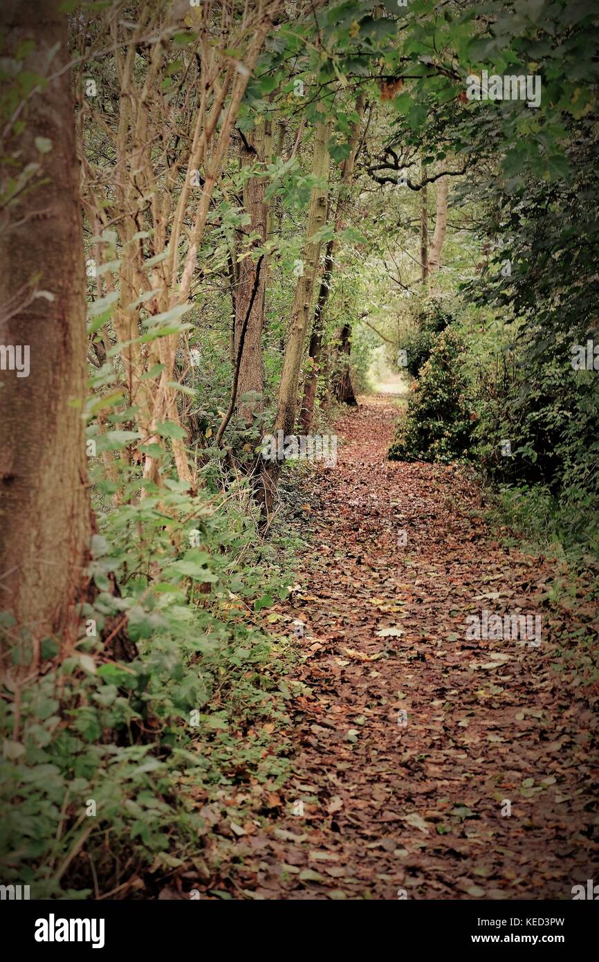 woodland path through woodland Stock Photo - Alamy