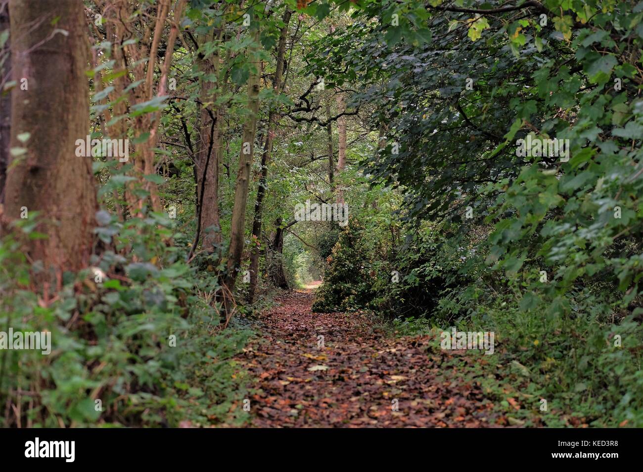 woodland path through woodland Stock Photo - Alamy