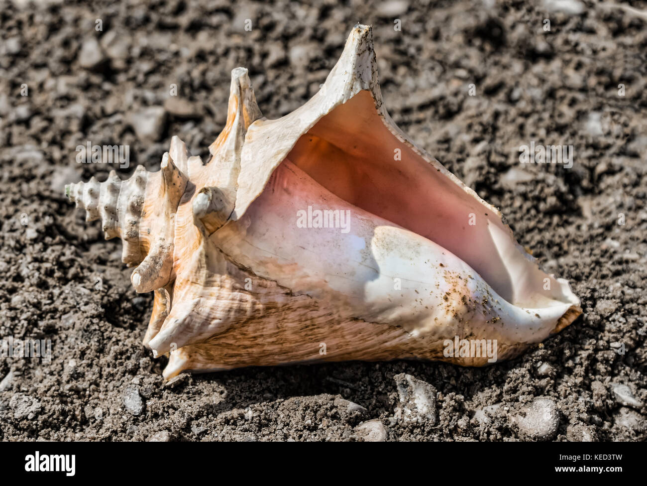 Conch fossil hi-res stock photography and images - Alamy