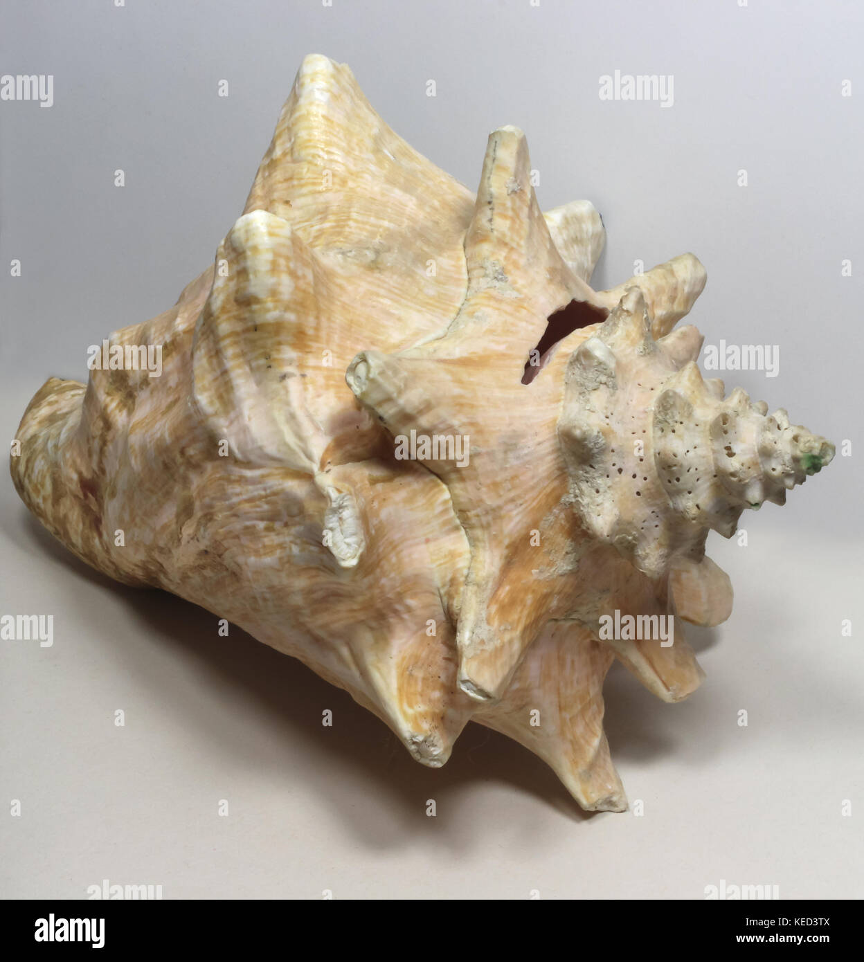 Conch fossil hi-res stock photography and images - Alamy
