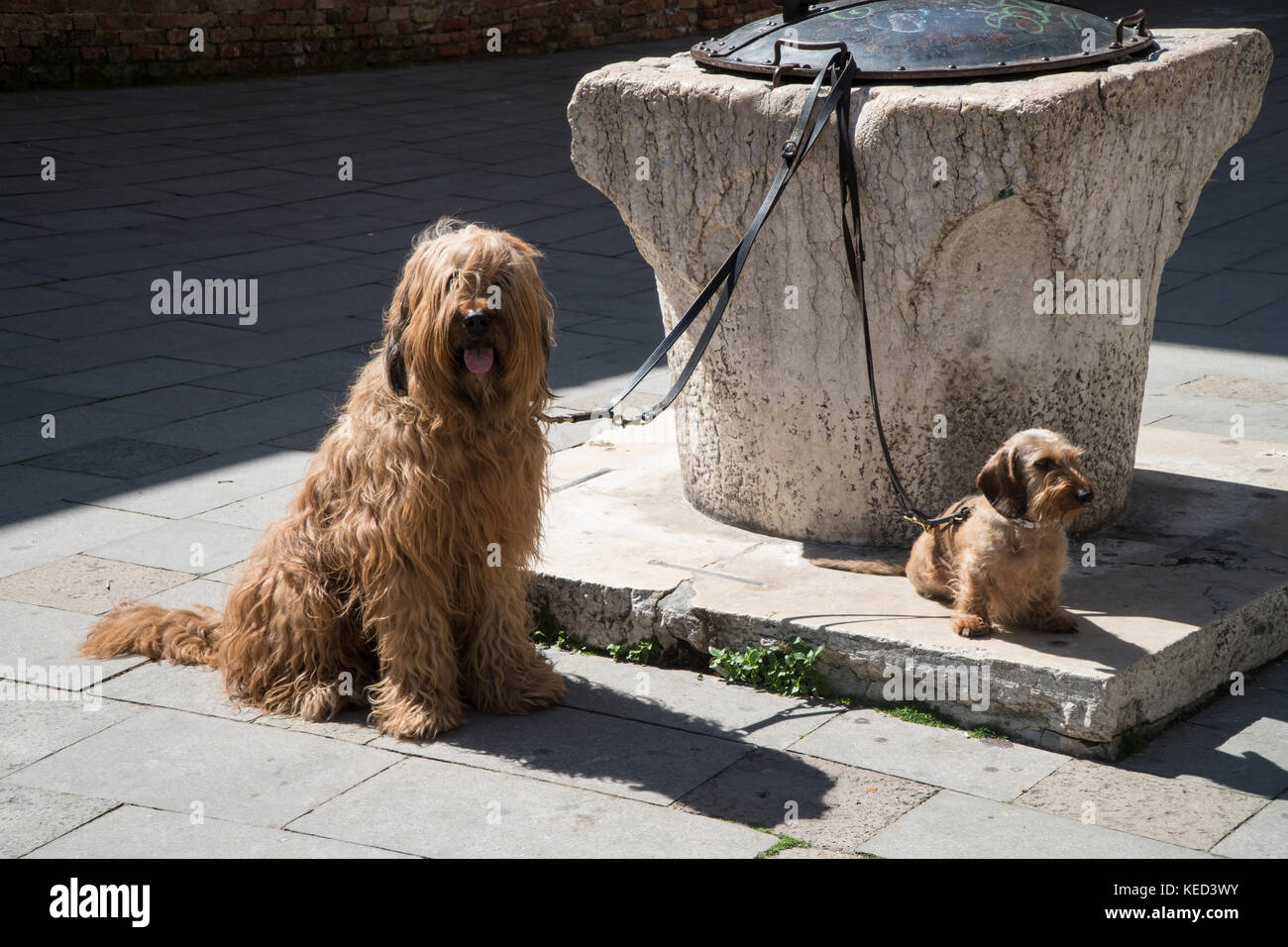 Patient dogs hi-res stock photography and images - Alamy