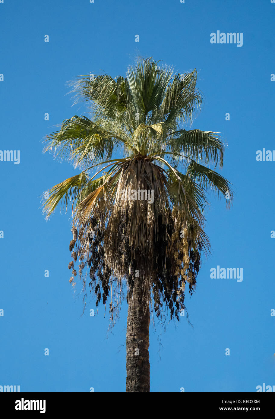 A tall palm tree Stock Photo - Alamy