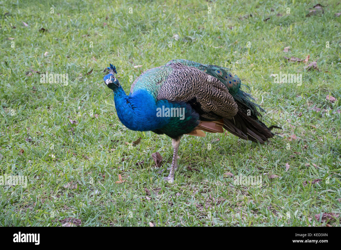 A single peacock Stock Photo - Alamy